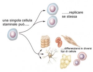 Conservazione Cellule Staminali: sapere per avere un grande potere ...
